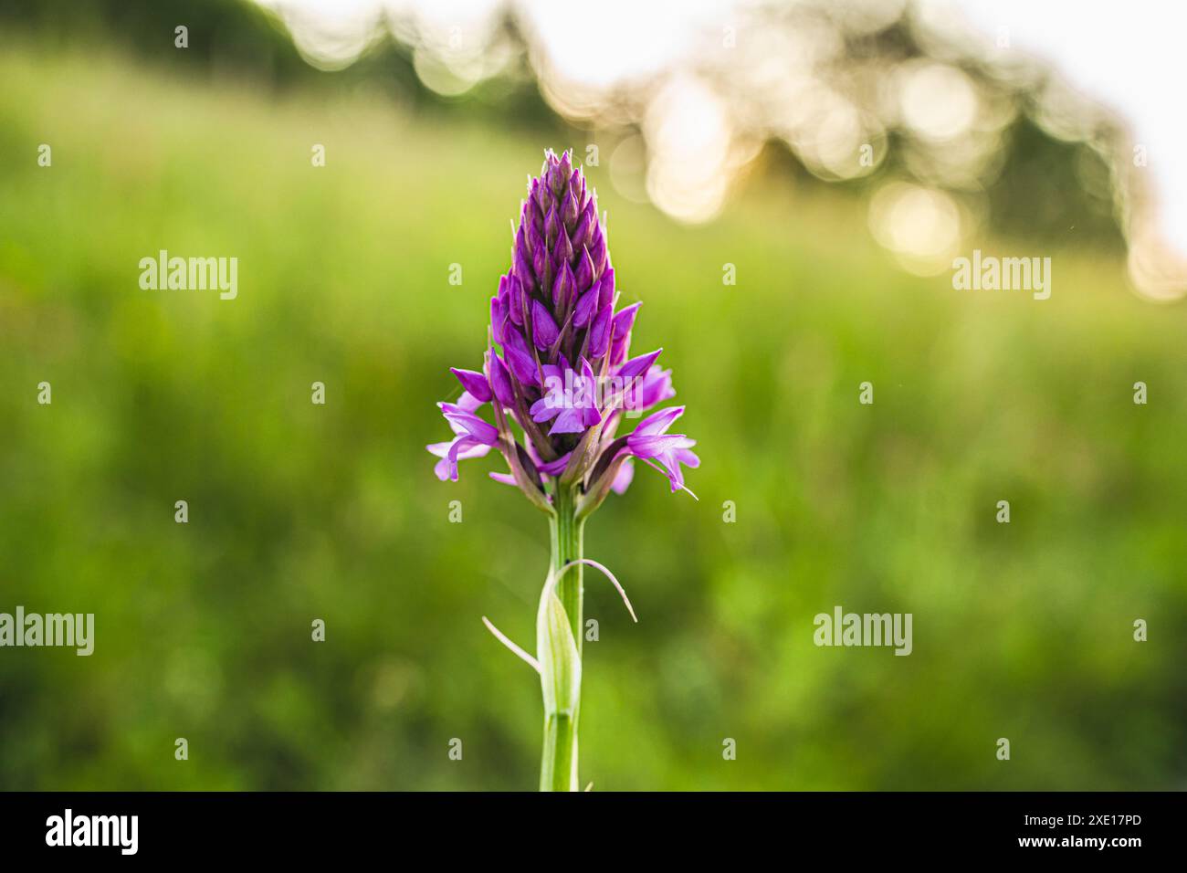 Pyramiden orchis hi-res stock photography and images - Alamy