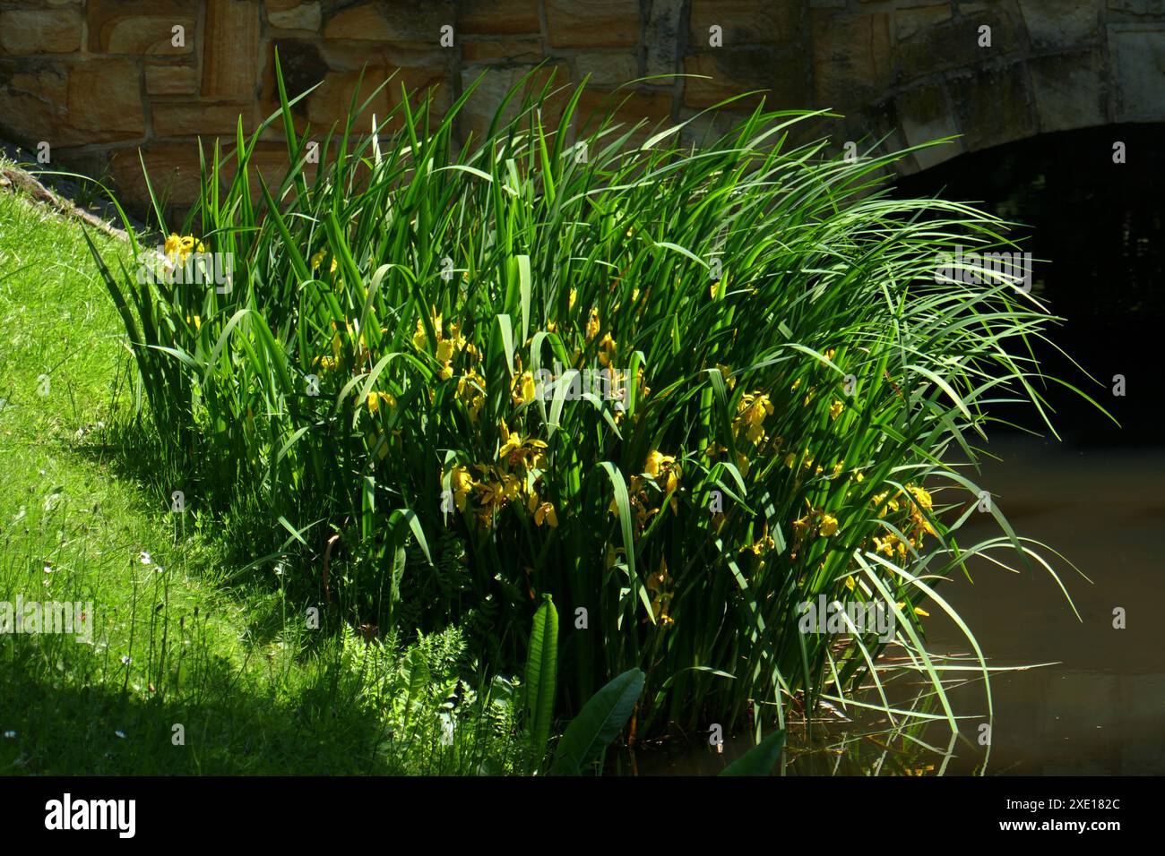 Iris sanguinea hi-res stock photography and images - Alamy