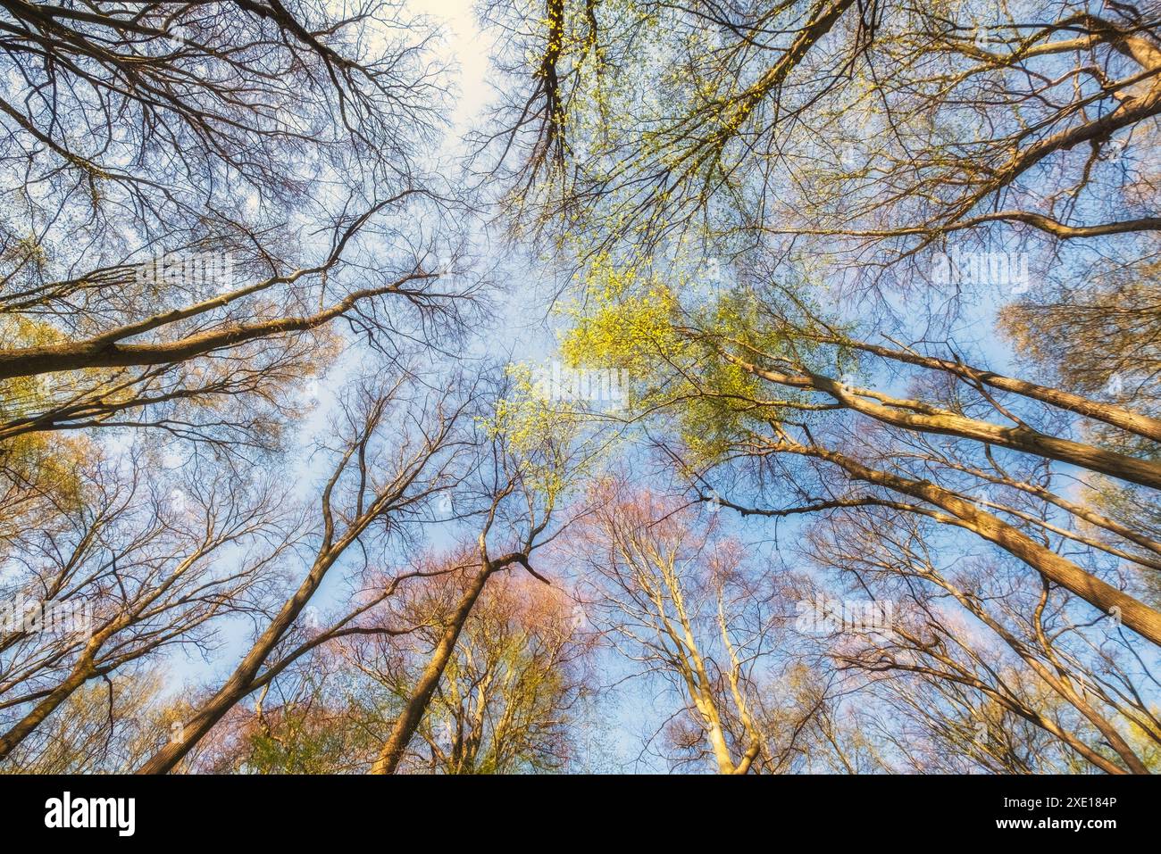 Tall tree tops hi-res stock photography and images - Alamy