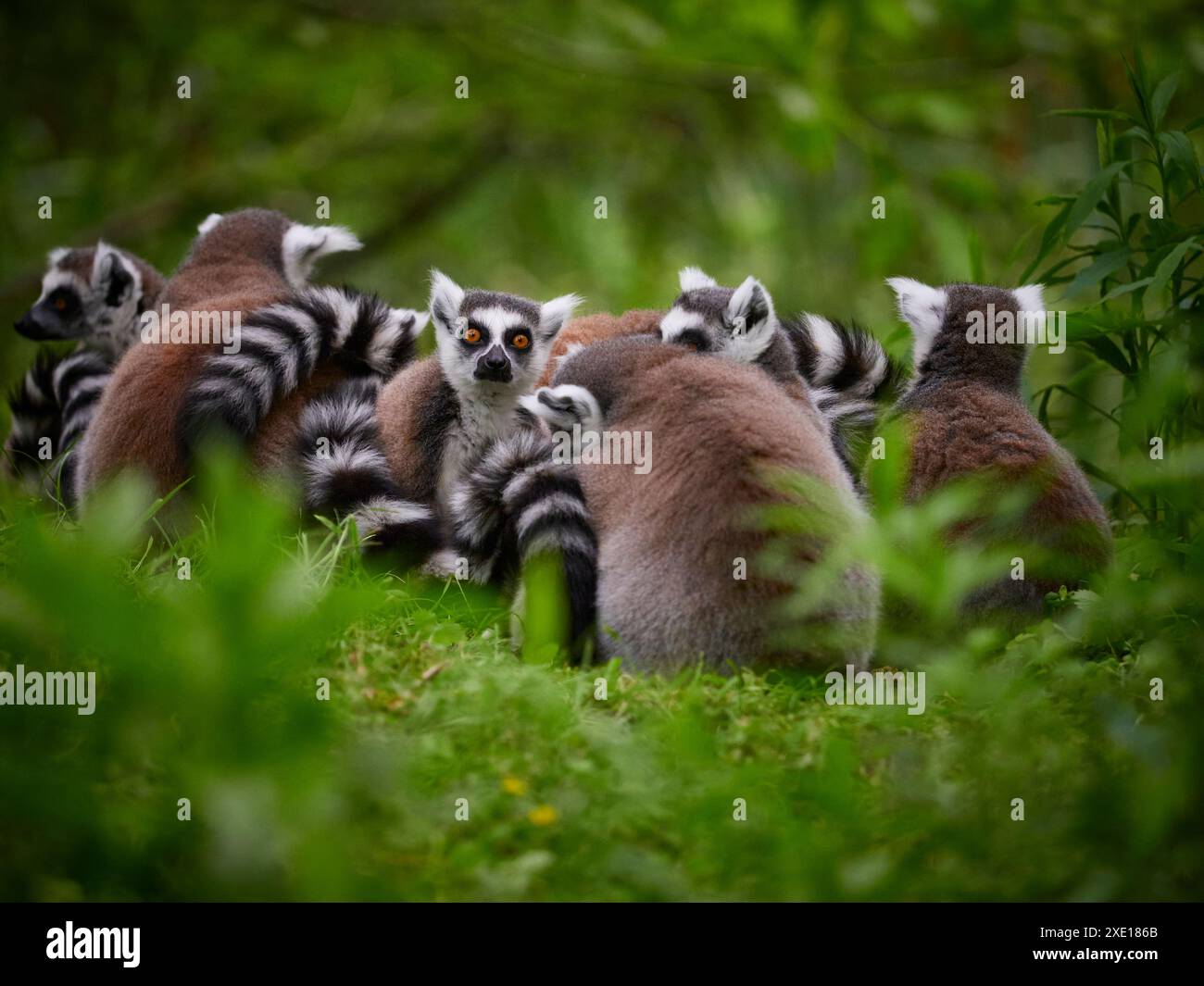 Family of ring tailed lemurs (catta lemurs) in a grass. Popular animals ...