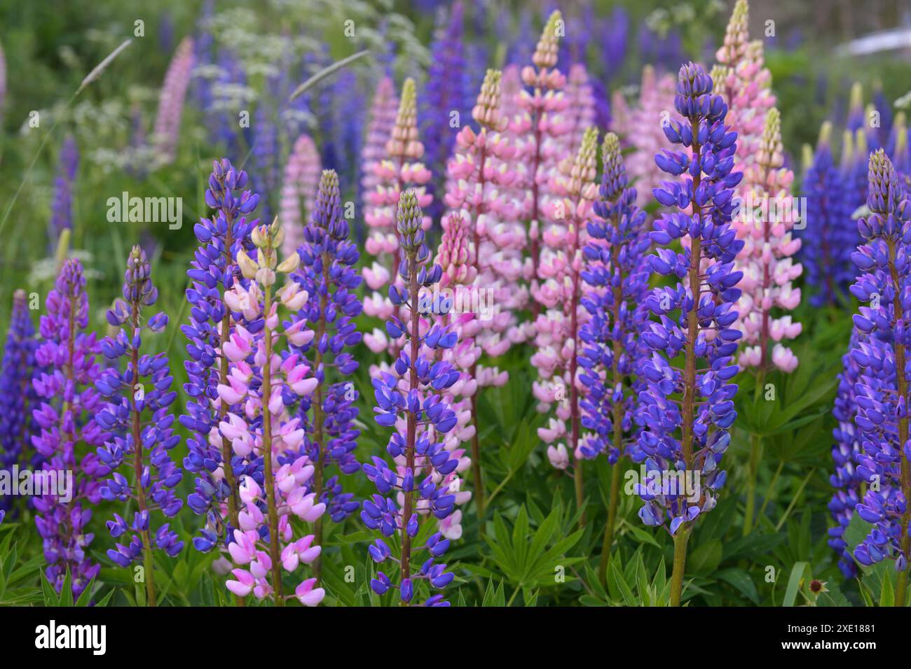 Lawn with wild-growing lupins of different colors Stock Photo - Alamy