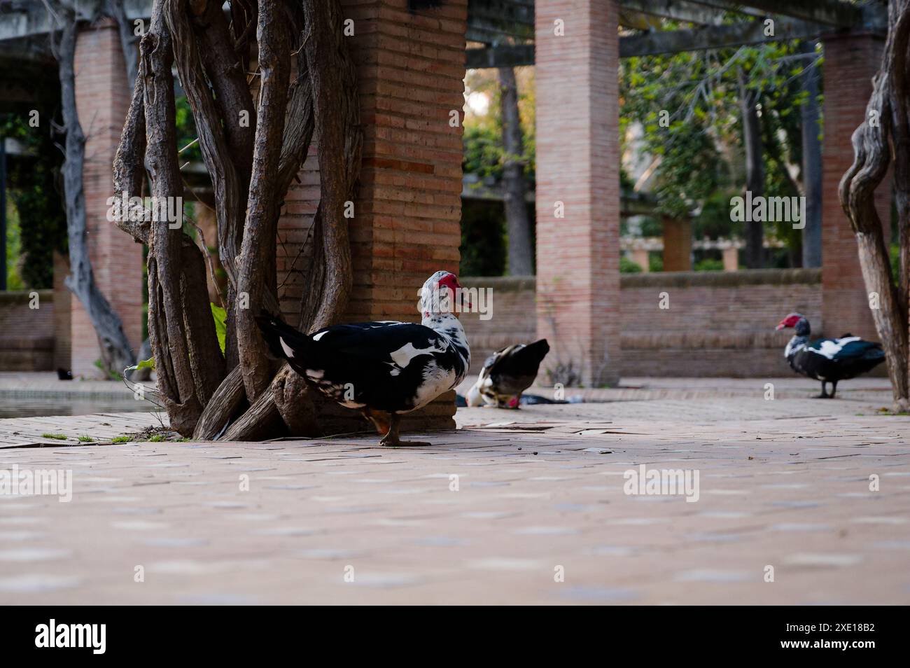 Standing duck near tree trunks and brick columns in Maria Luísa park ...