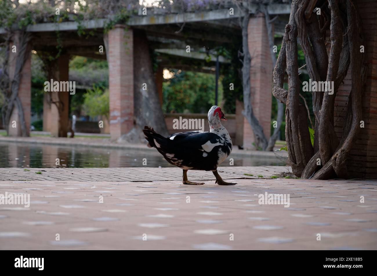 Standing duck near tree trunks and brick columns in Maria Luísa park ...