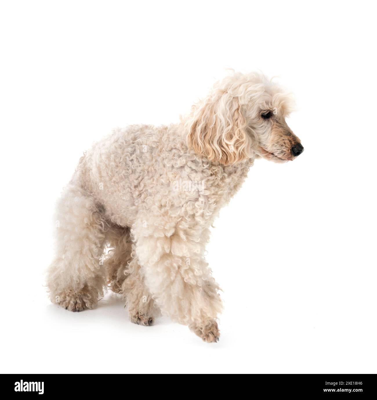 white, poodle in front of white background Stock Photo - Alamy