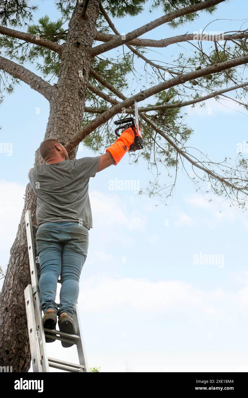 lumberjack on a ladder for cutting a tree Stock Photo - Alamy
