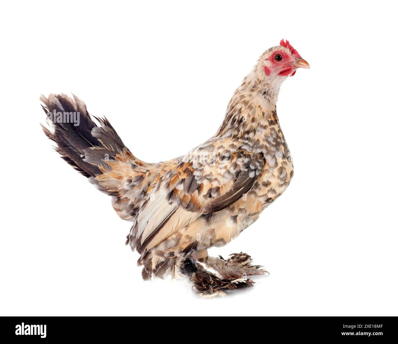 Booted Bantam, chicken in front of white background Stock Photo - Alamy