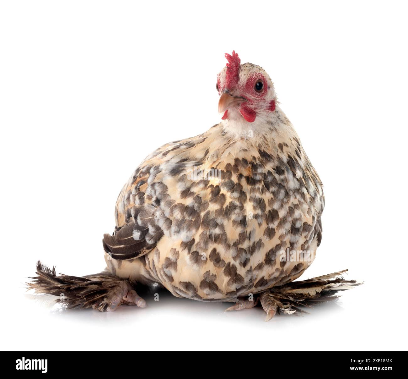Booted Bantam, chicken in front of white background Stock Photo - Alamy