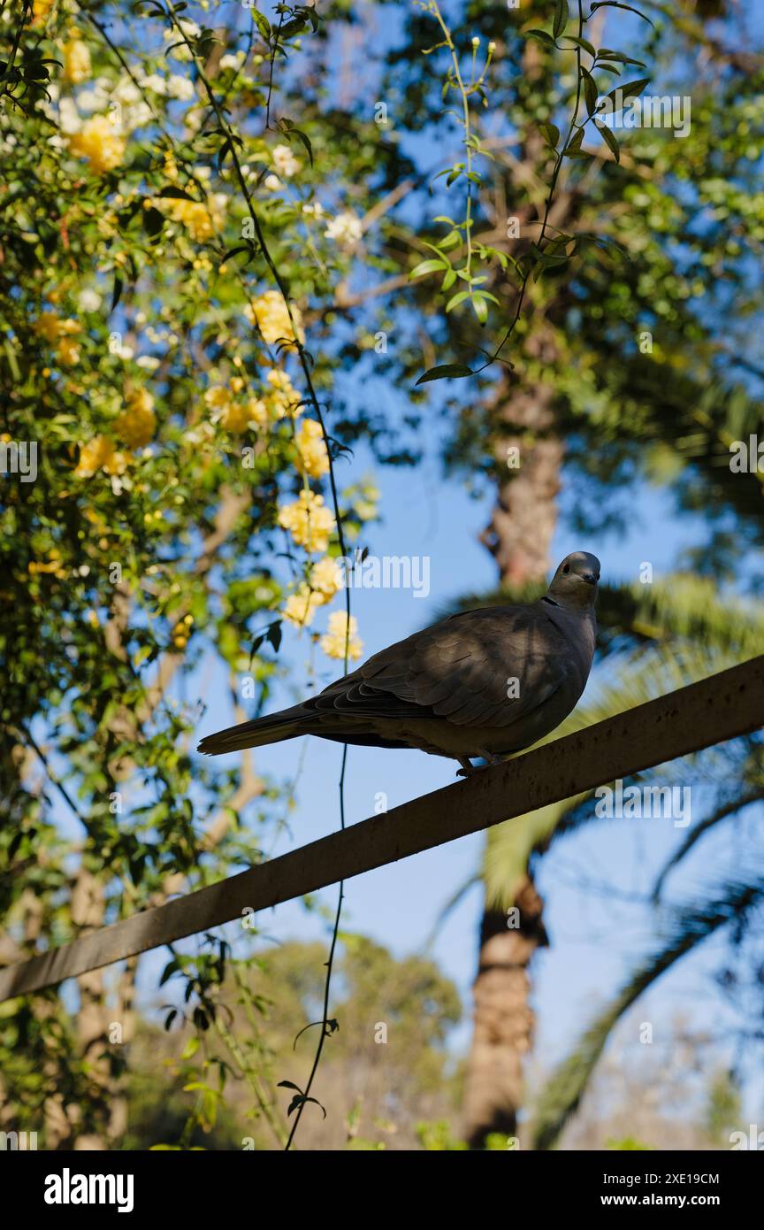 Collared dove with soft grey feathers and a distinctive black neck ring ...