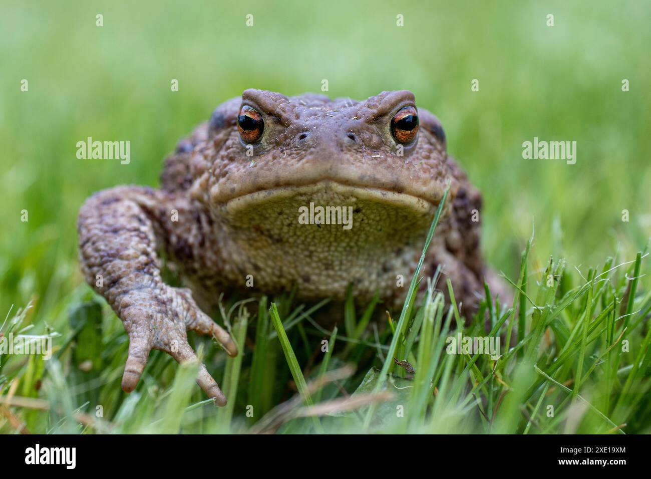 Common toad in the grass 2 Stock Photo - Alamy