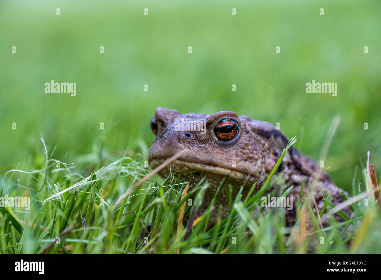 Common toad in the grass 1 Stock Photo - Alamy