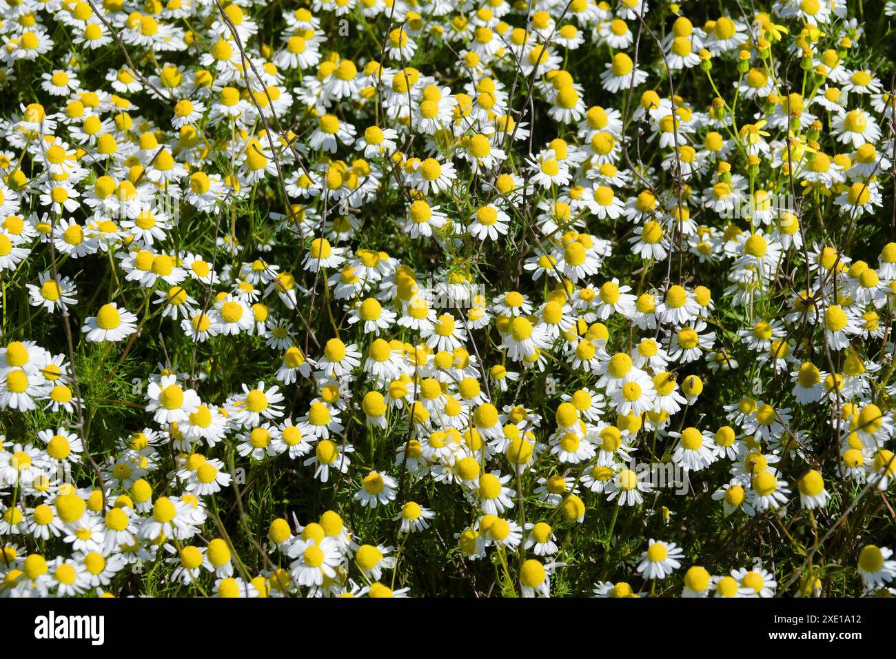 The growth of chamomile Stock Photo - Alamy