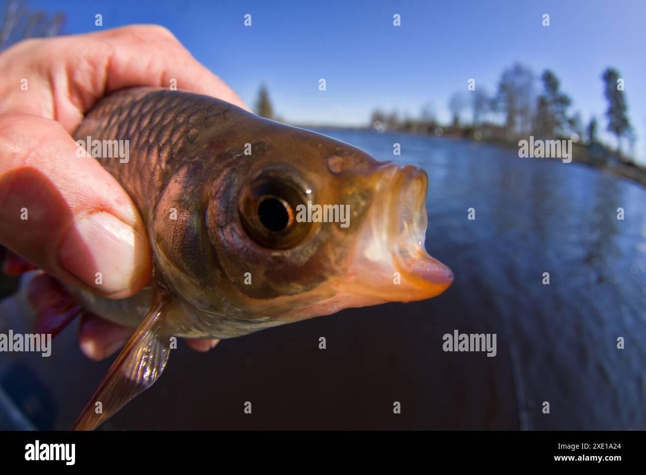 Trink Noun. Catching The Redfin (Scardinius erythrophthalmus) on the ...