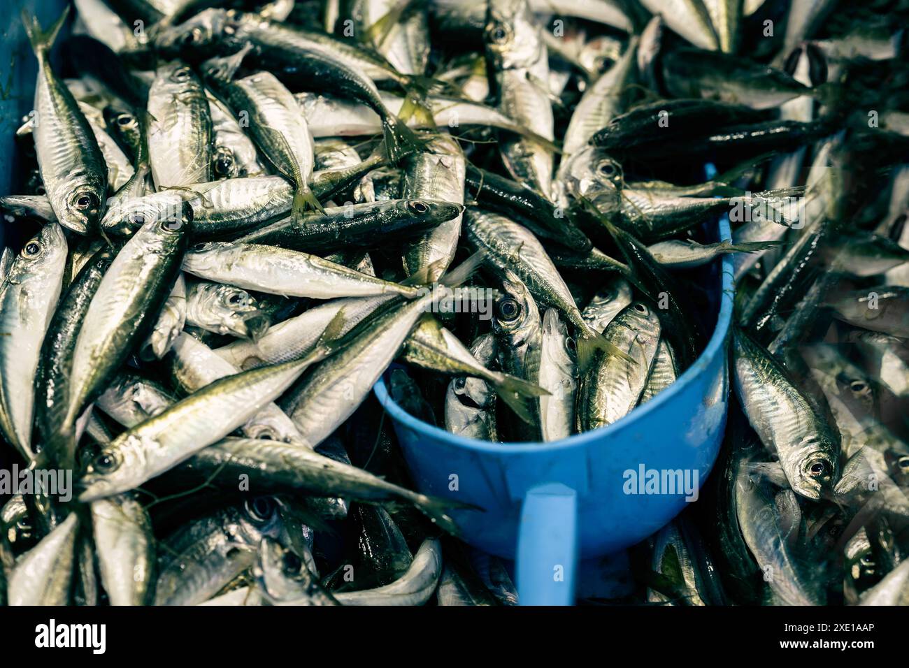 Blue scoop overflowing with freshly caught fish at market or fishing ...