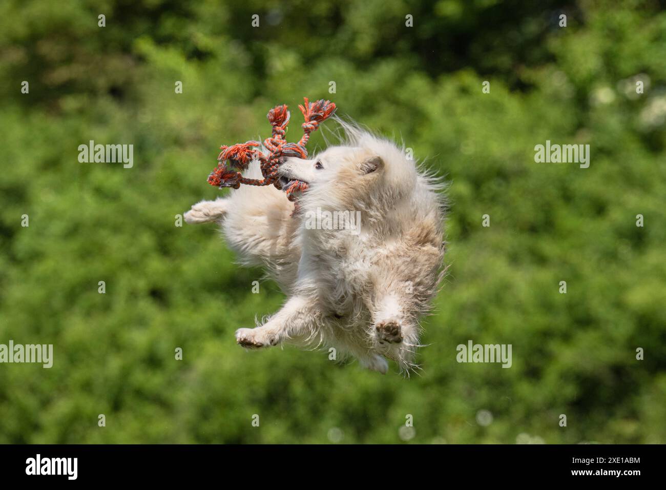 Breed recognized hi-res stock photography and images - Alamy