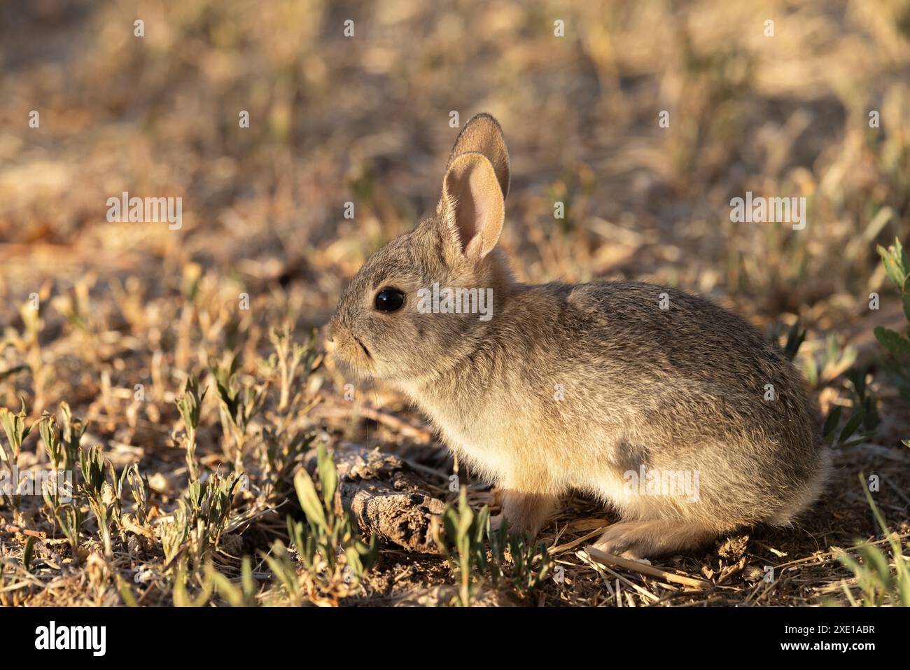 Rabbit in arizona hi-res stock photography and images - Alamy