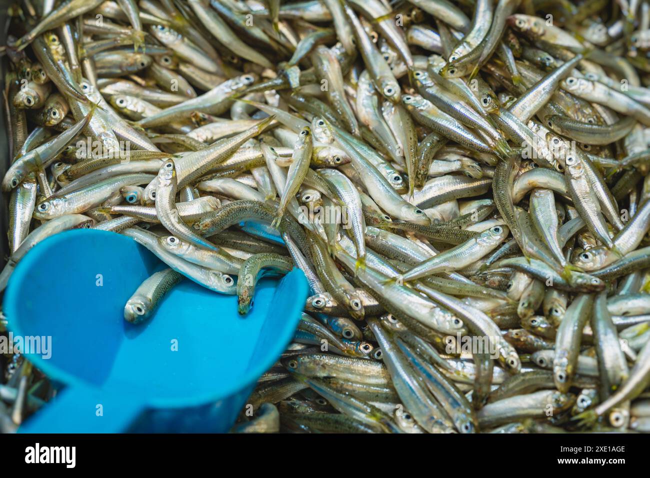 Closeup pile of freshly caught silverfish in blue scoop Stock Photo - Alamy