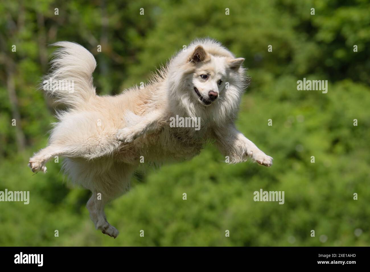 Icelandic sheepdog, FCI recognized dog breed from Iceland Stock Photo ...