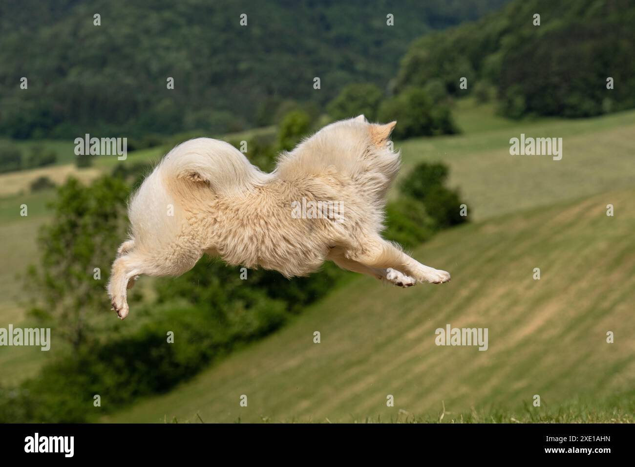 Icelandic sheepdog, FCI recognized dog breed from Iceland Stock Photo ...