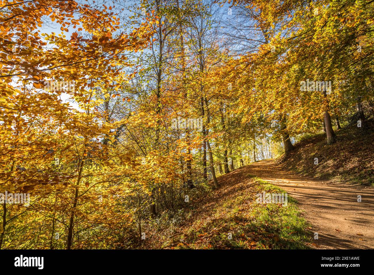 geography / travel, Germany, Hesse, Forest path in Fuerstenlager state ...