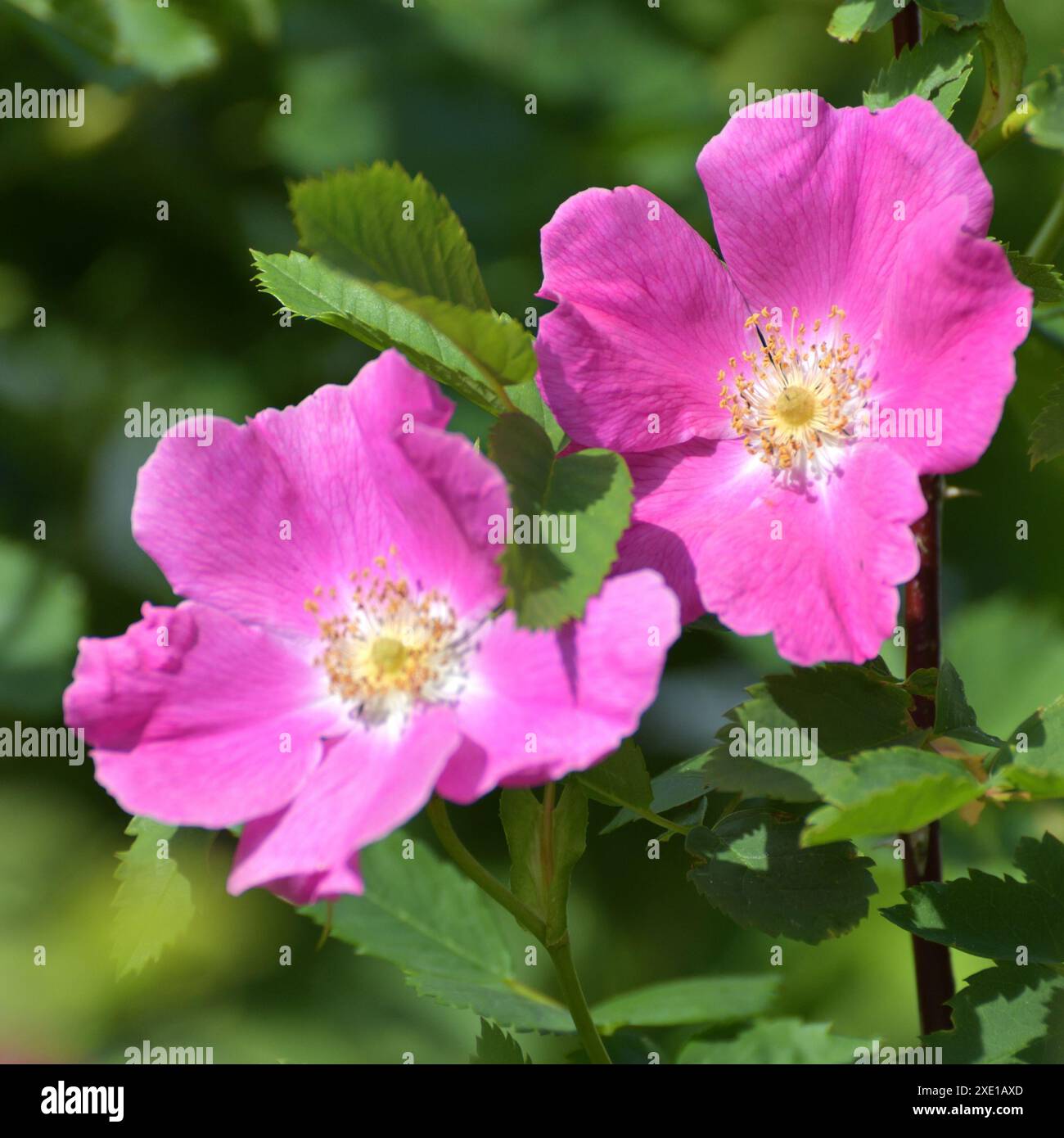 Pink rose swaying in wind hi-res stock photography and images - Alamy