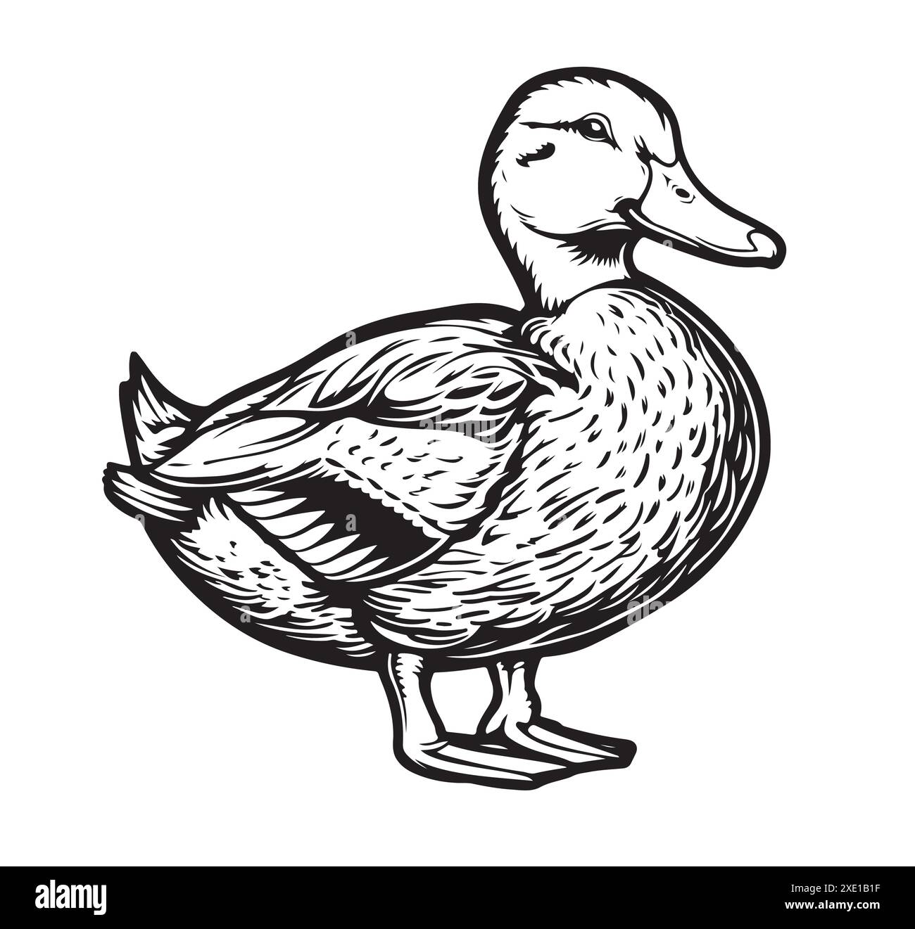 Vector antique engraving drawing illustration of female mallard duck ...