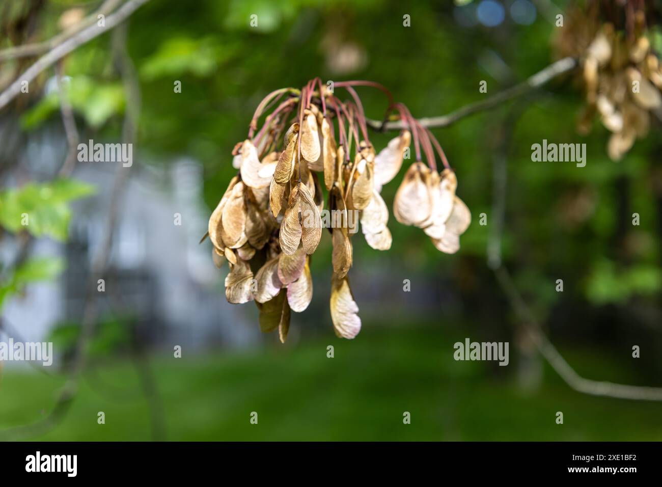 Maple samara fruit hi-res stock photography and images - Alamy