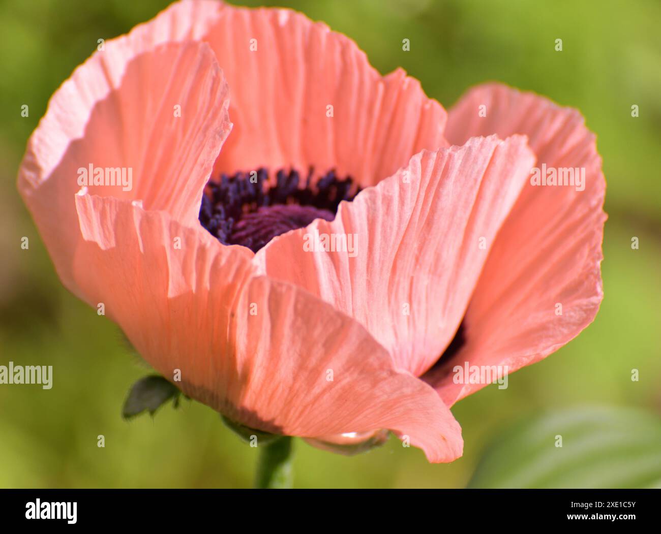 Poppy bed hi-res stock photography and images - Alamy