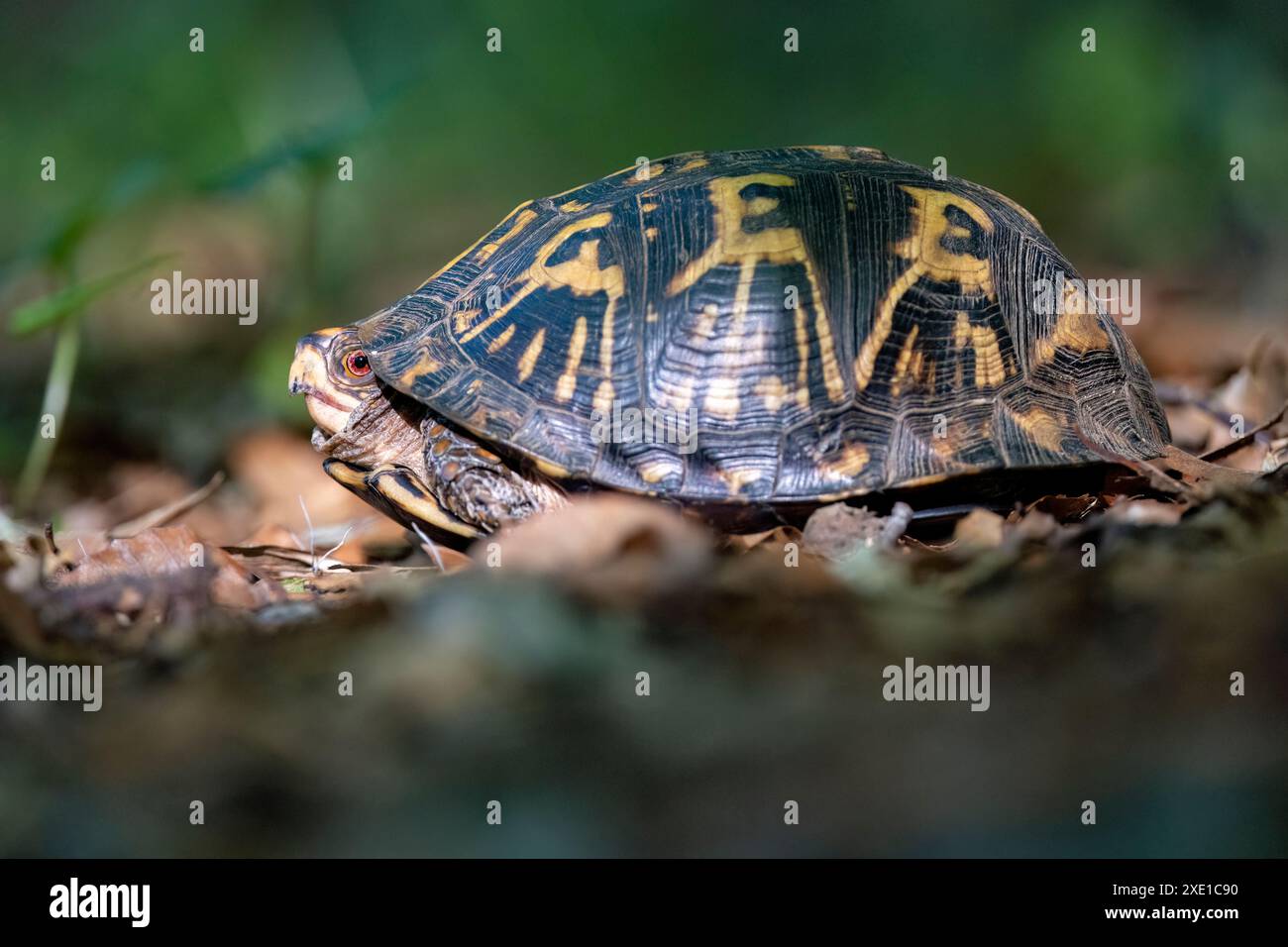 Emydidae hi-res stock photography and images - Alamy