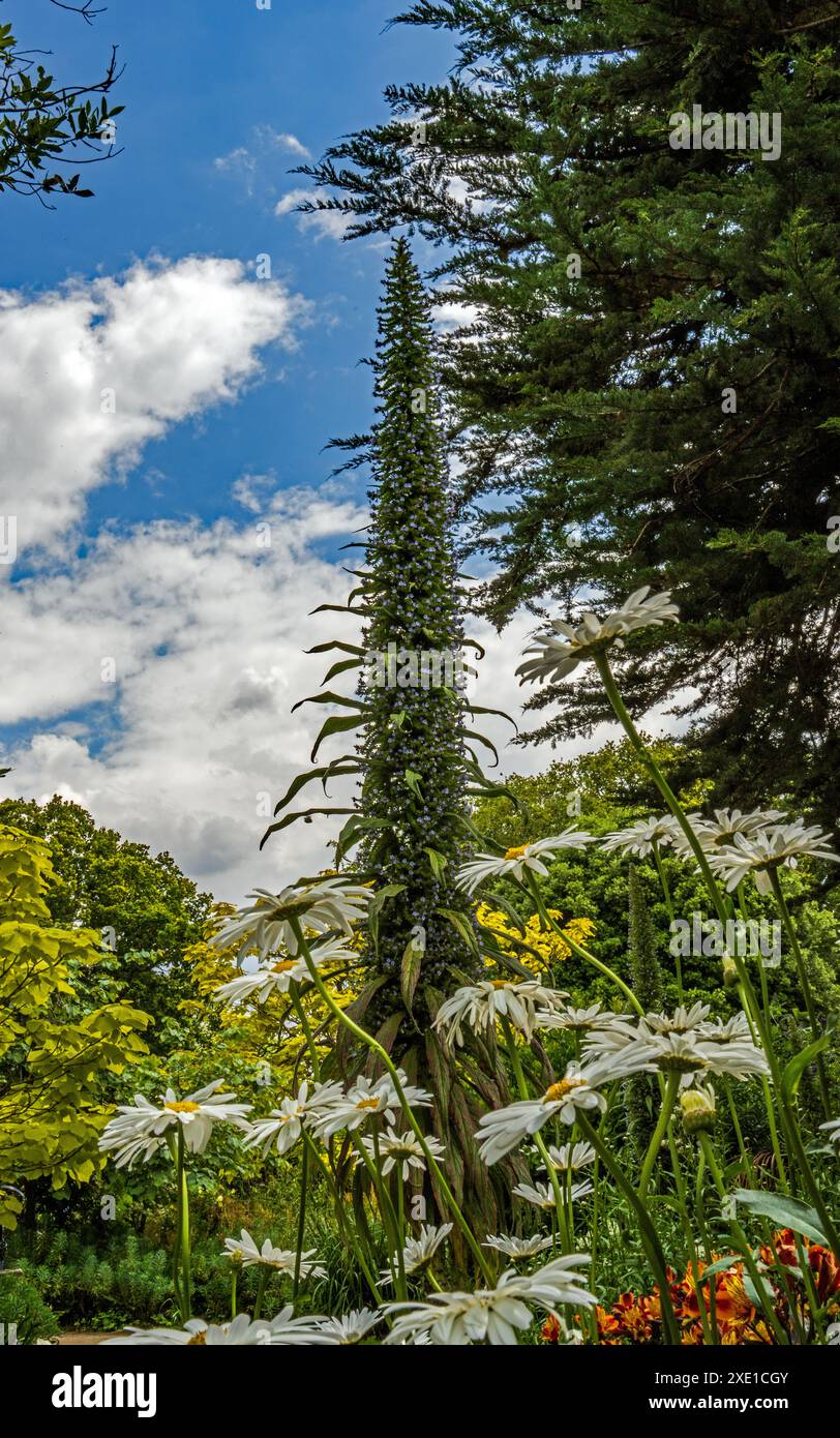 Echium pininana canary islands hi-res stock photography and images - Alamy
