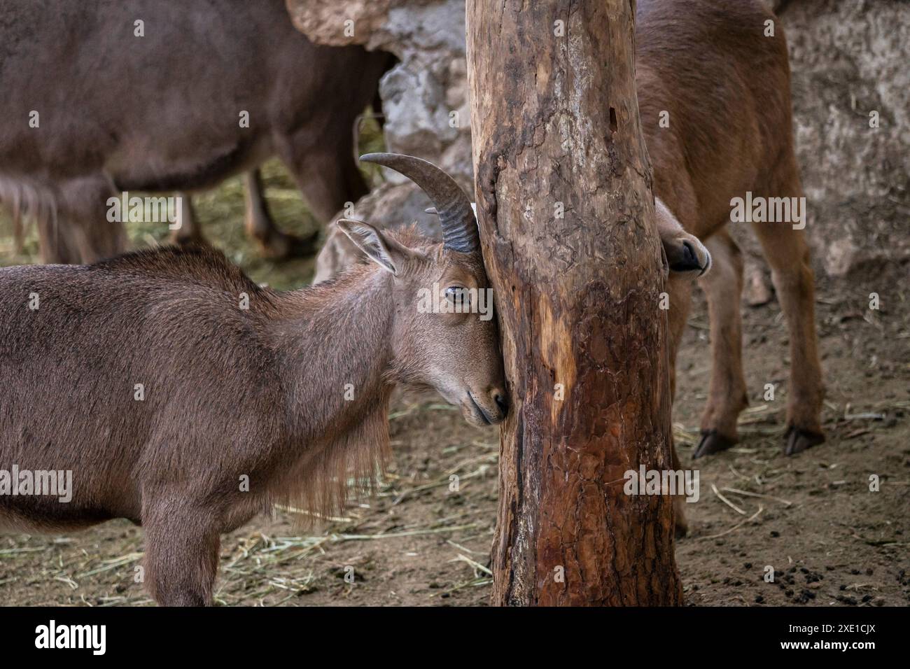Close up funny goat against hi-res stock photography and images - Alamy