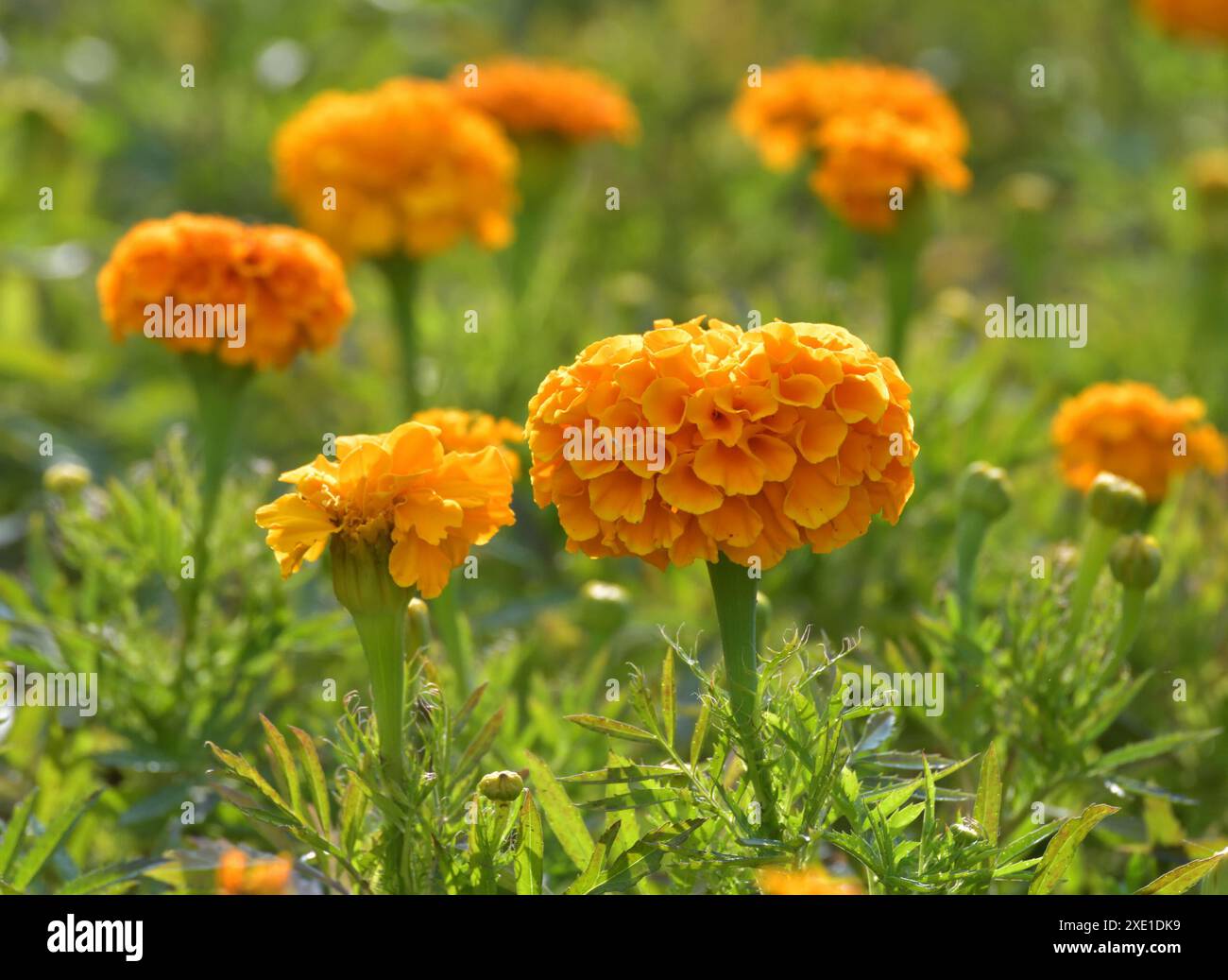 Marigolds and sun hi-res stock photography and images - Alamy