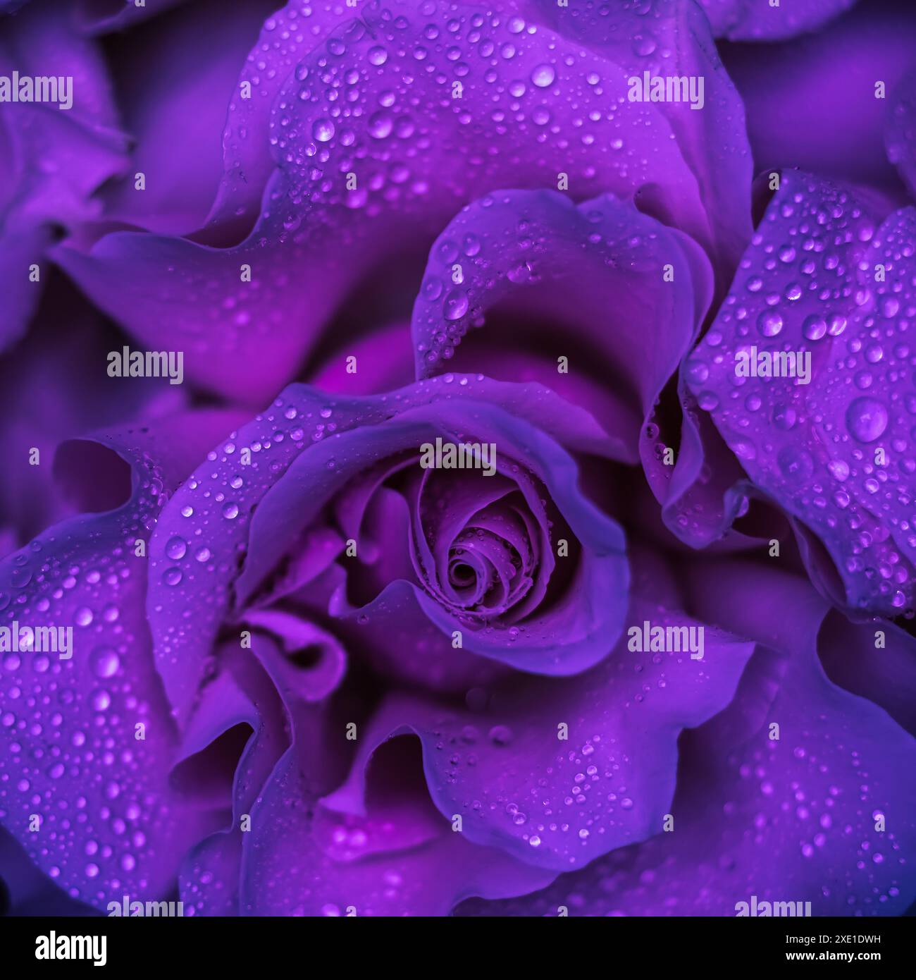 Purple roses background hi-res stock photography and images - Alamy