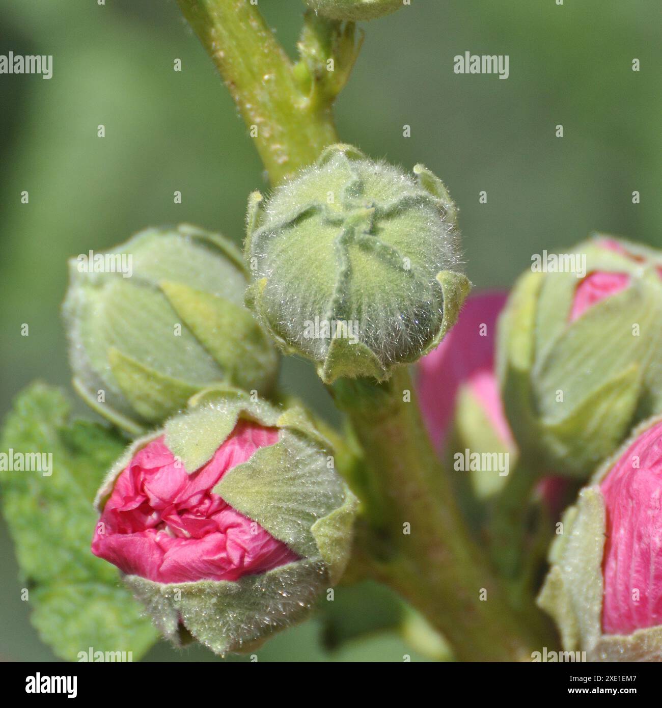 The Beautiful pink Blooming mallow buds Stock Photo - Alamy