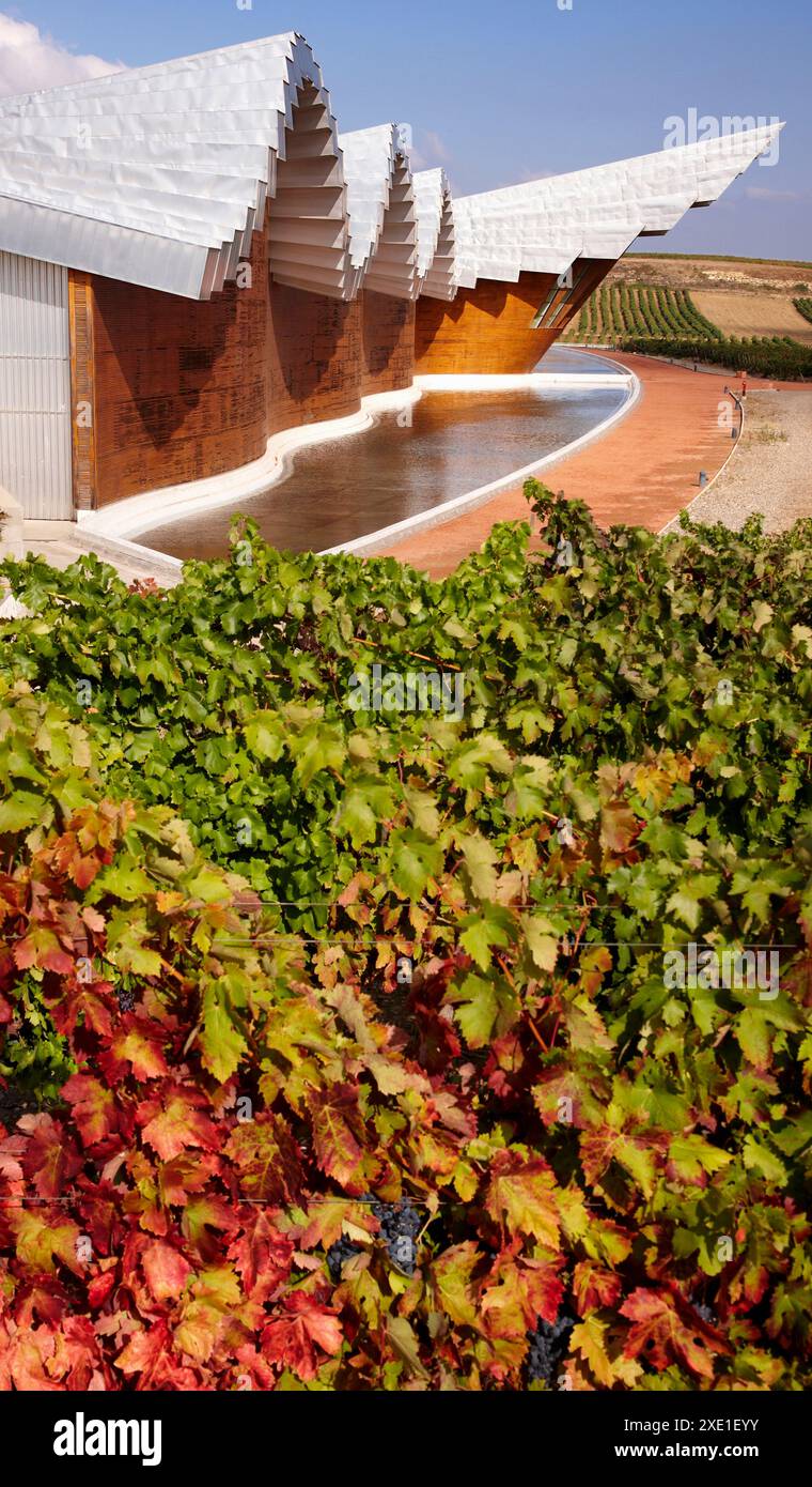 Vineyard and Ysios winery building designed by architect Santiago ...