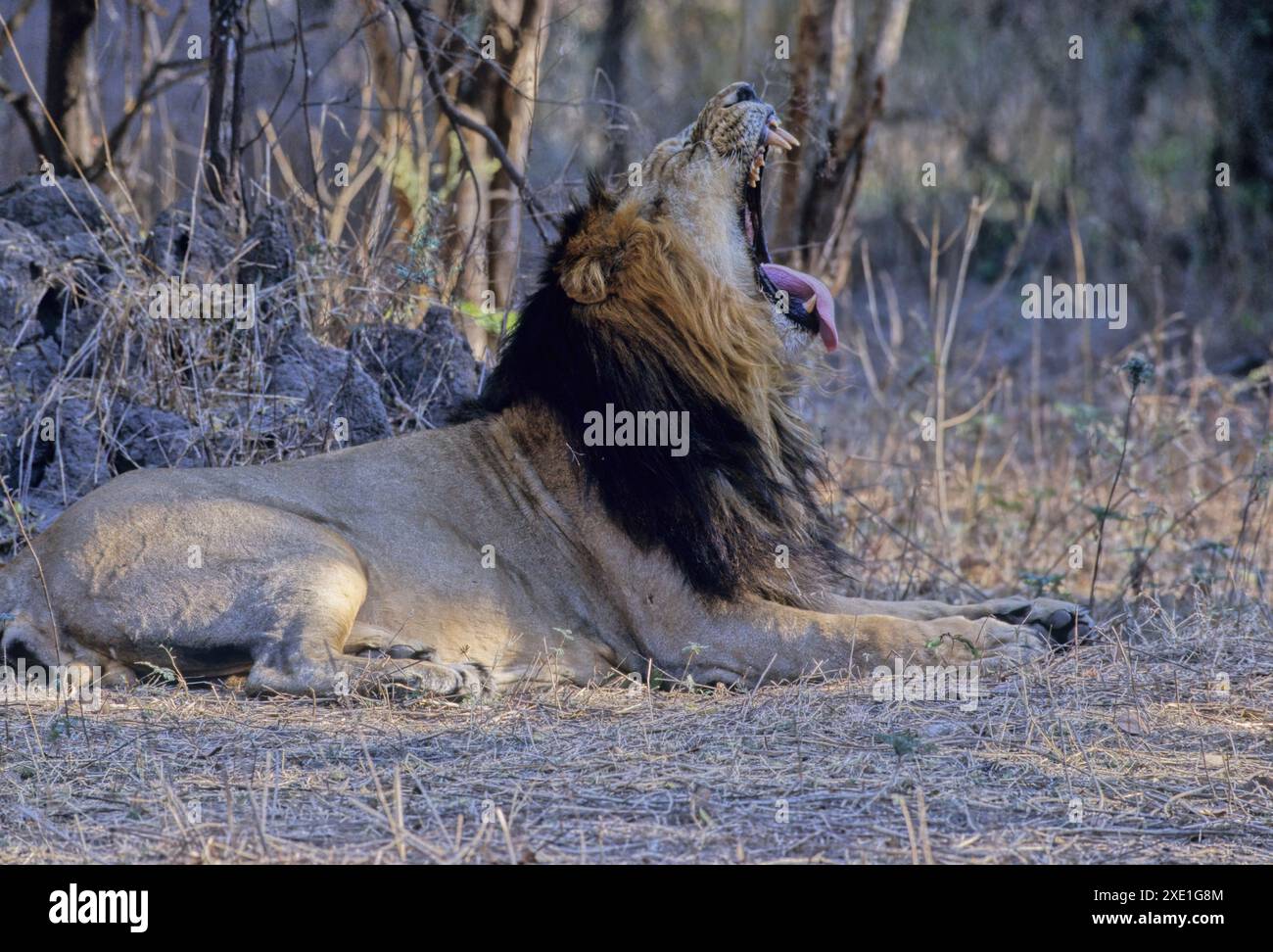 The Asiatic lion is a lion population of the subspecies Panthera leo ...