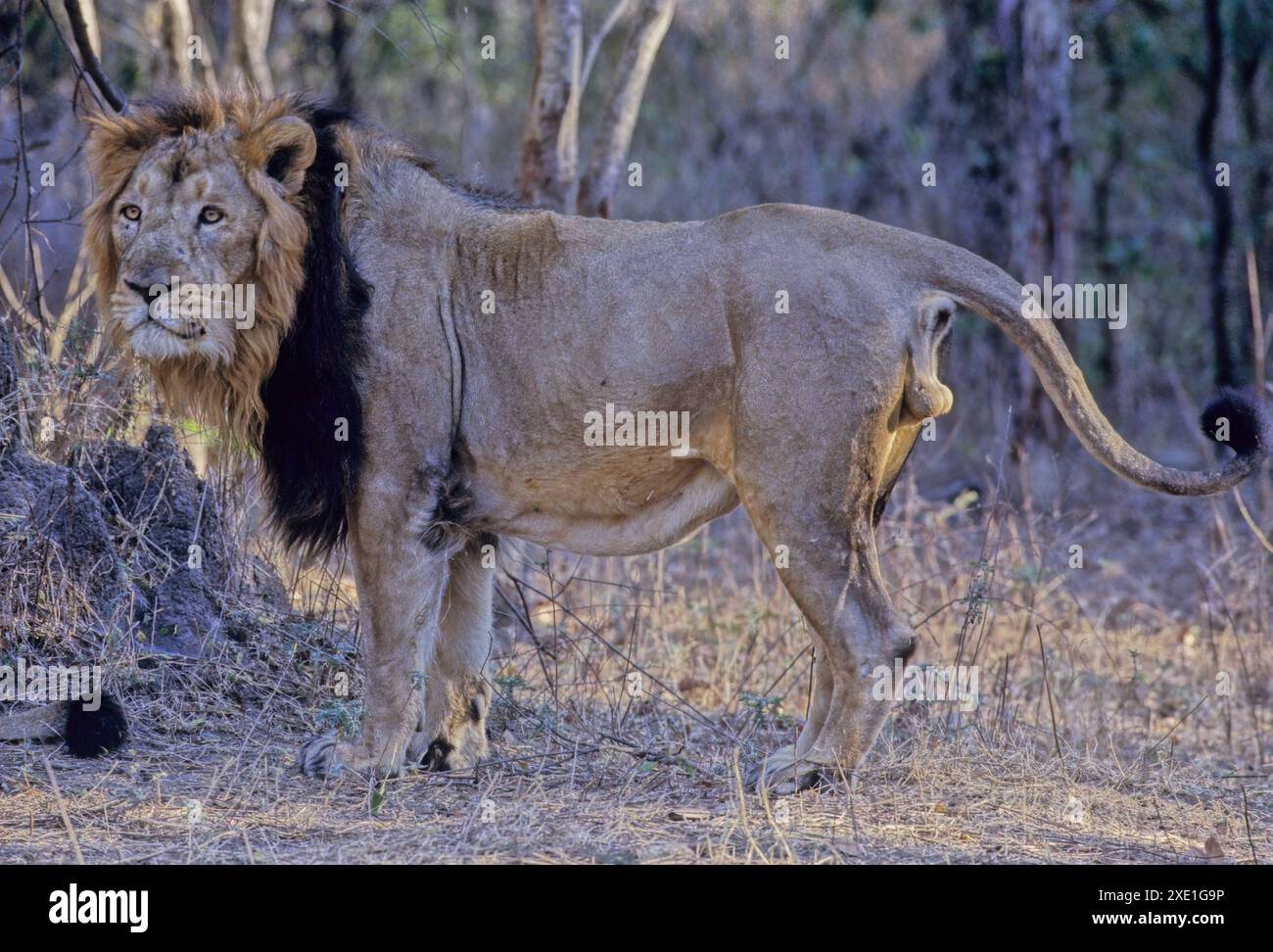 The Asiatic lion is a lion population of the subspecies Panthera leo ...
