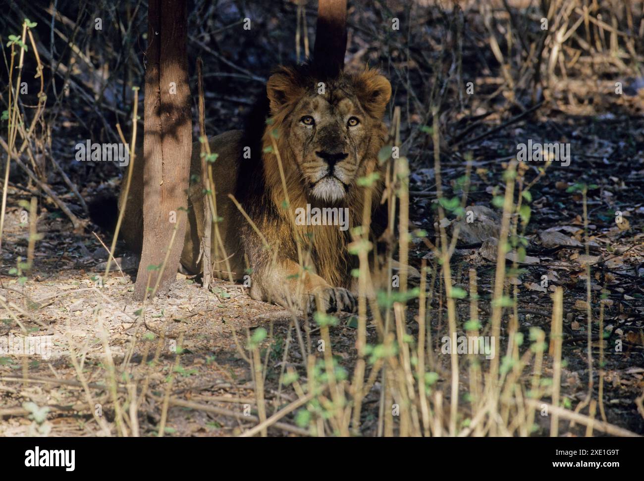 The Asiatic lion is a lion population of the subspecies Panthera leo ...