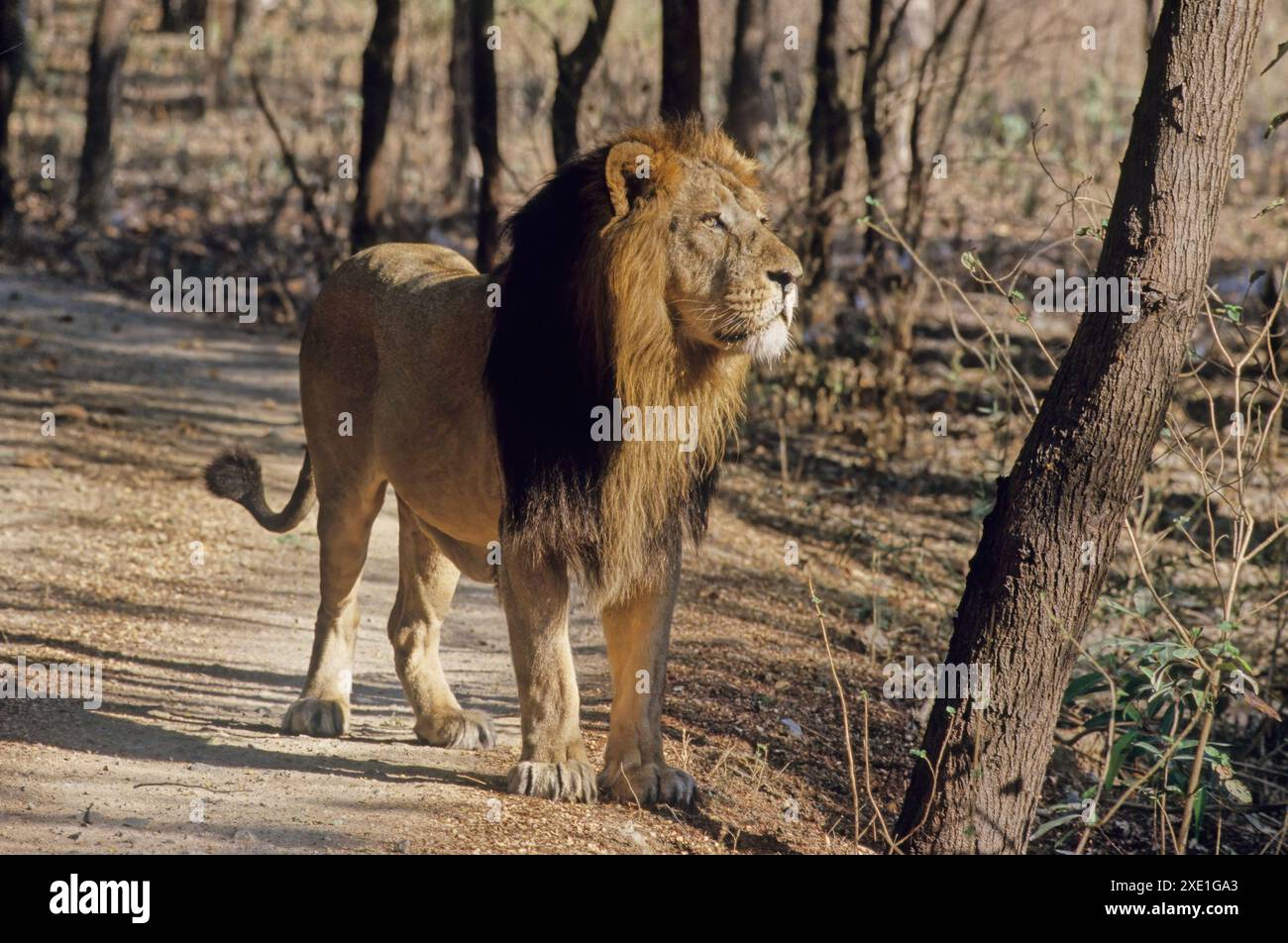 The Asiatic lion is a lion population of the subspecies Panthera leo ...