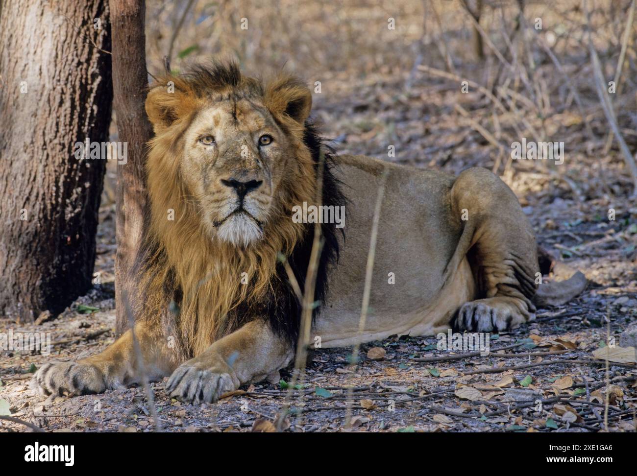 The Asiatic lion is a lion population of the subspecies Panthera leo ...