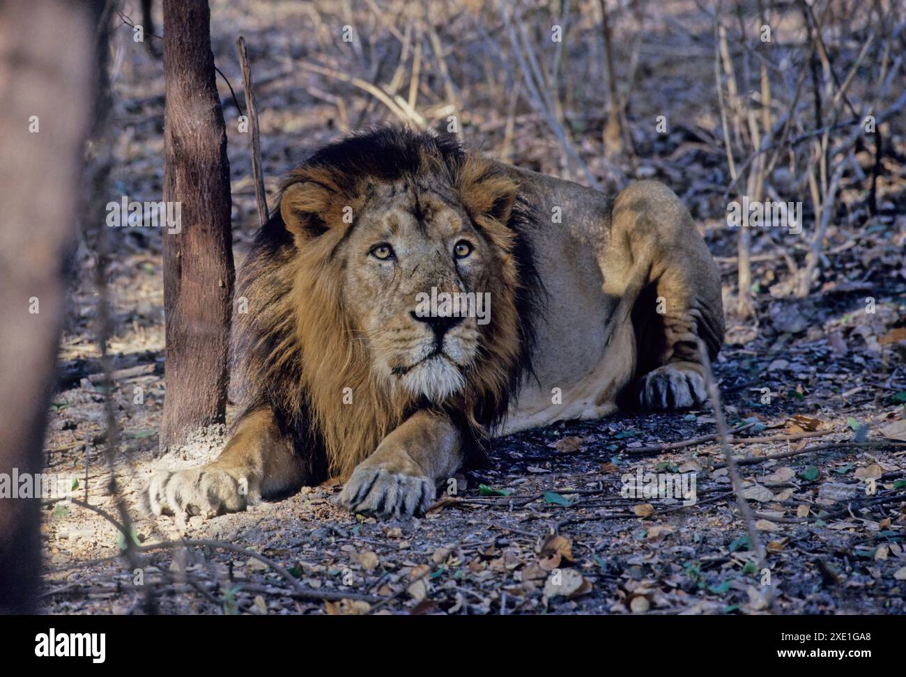 The Asiatic lion is a lion population of the subspecies Panthera leo ...