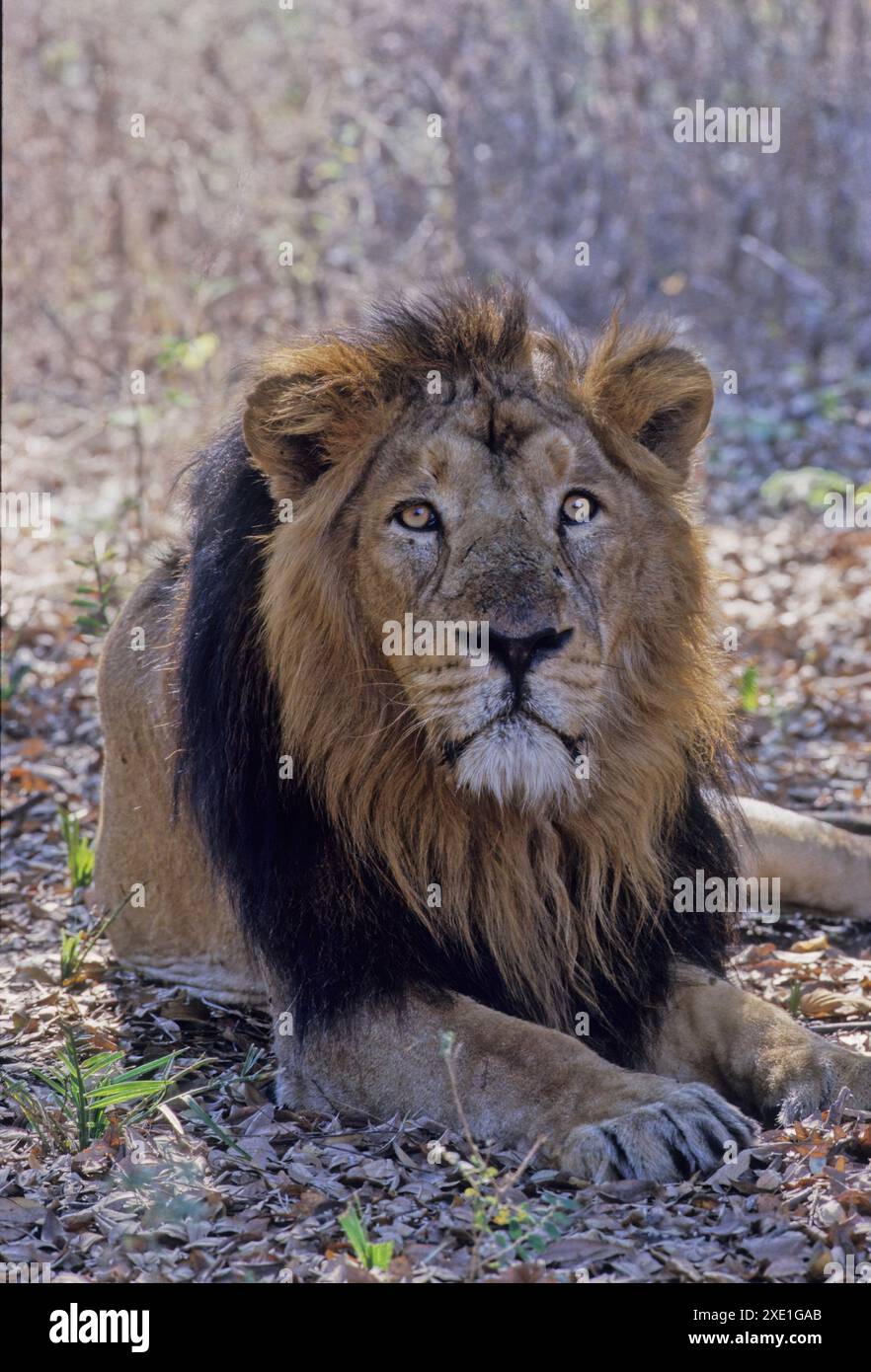 The Asiatic lion is a lion population of the subspecies Panthera leo ...
