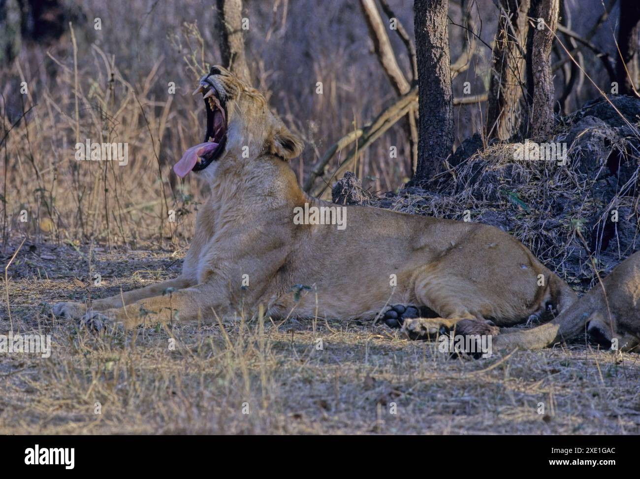 The Asiatic lion is a lion population of the subspecies Panthera leo ...