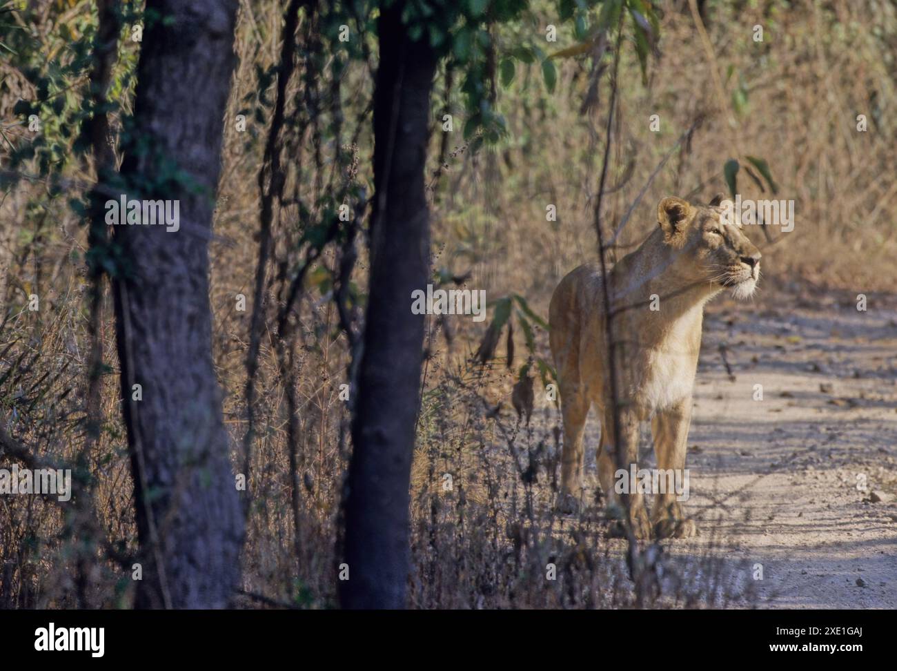 The Asiatic lion is a lion population of the subspecies Panthera leo ...