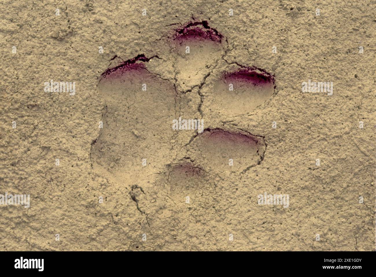 The Asiatic lion is a lion population of the subspecies Panthera leo ...