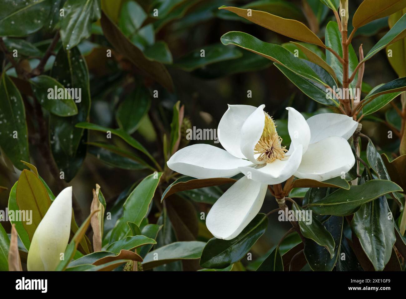 Flowering magnolia tree close hi-res stock photography and images - Alamy
