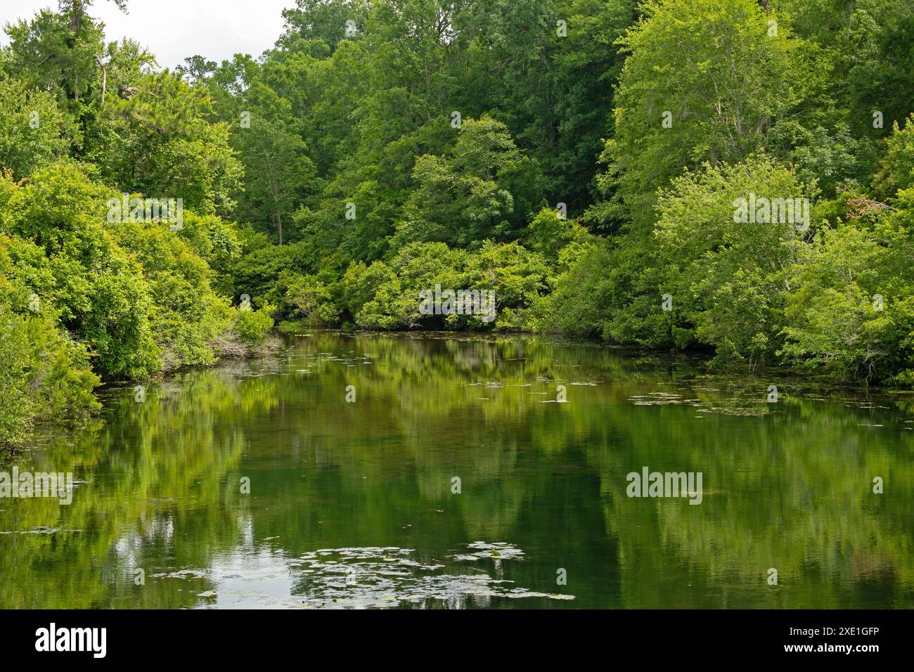 Landscape in the Magnolia Springs State Park in Georgia Stock Photo - Alamy