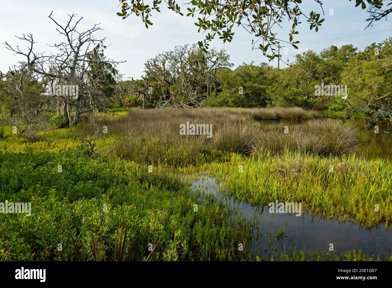 Georgia coastal marsh hi-res stock photography and images - Alamy
