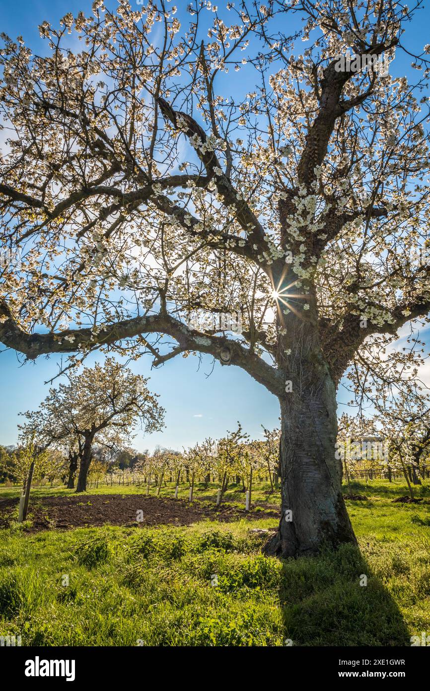 Old cherry trees hi-res stock photography and images - Alamy