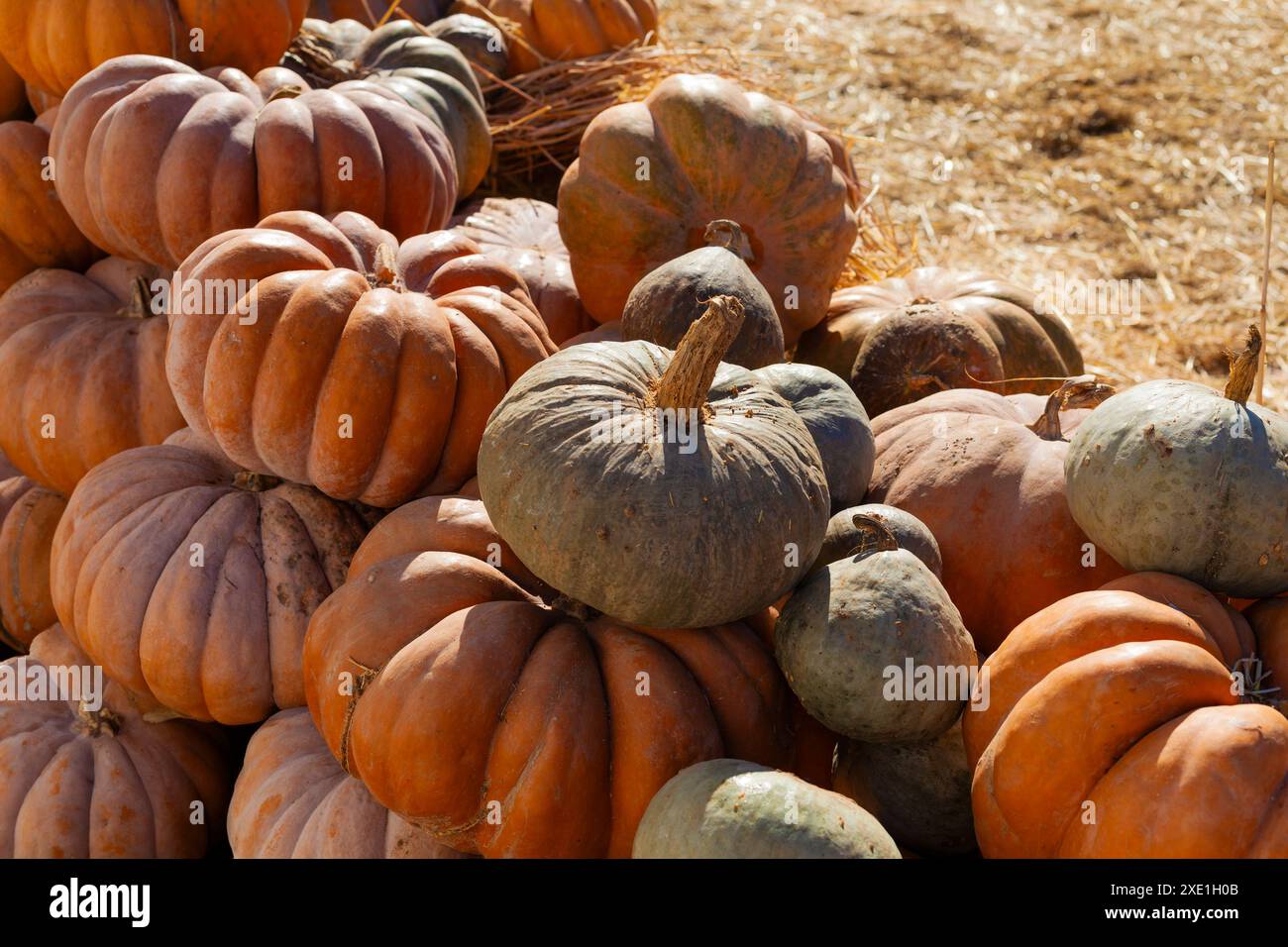 Colorful pumpkins showcasing the diversity of autumn harvest and ...