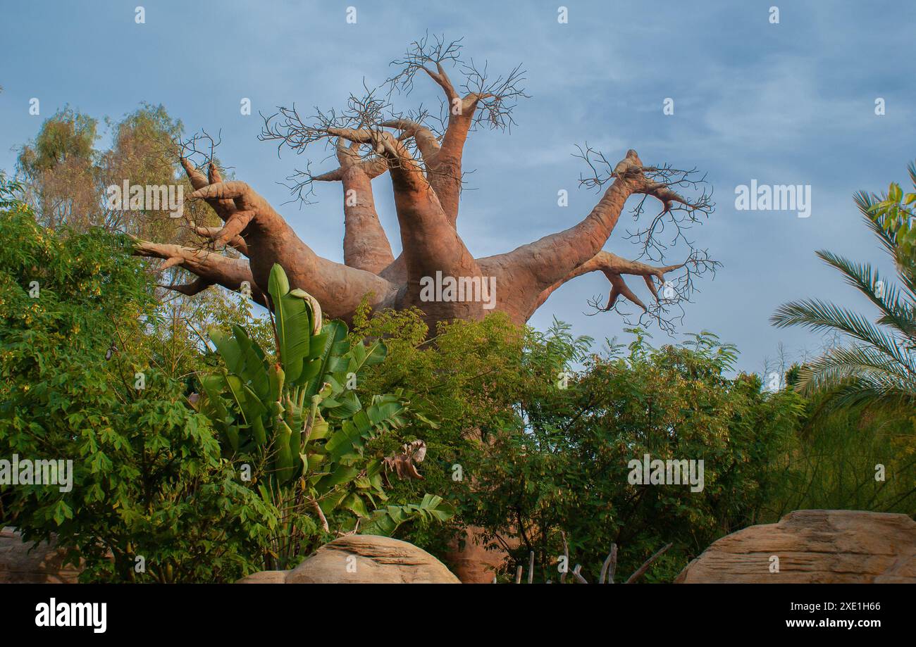 Old baobab tree surrounded by vegetation and rocks Stock Photo - Alamy
